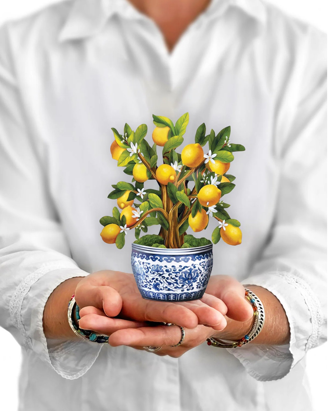 Freshcut Paper – MINI Lemon Tree – Tahoma Living